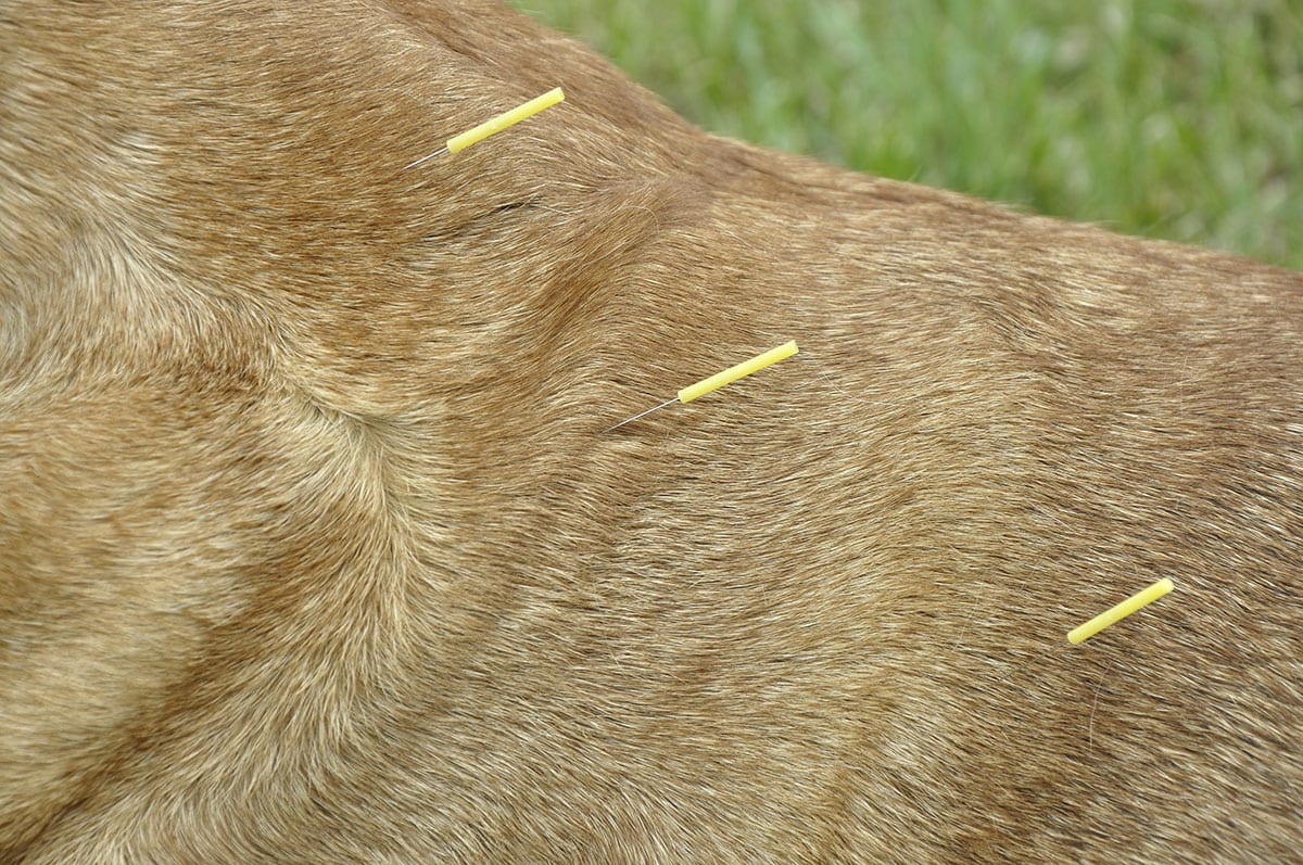 What You Need To Know About Pet Acupuncture | Southfork Animal