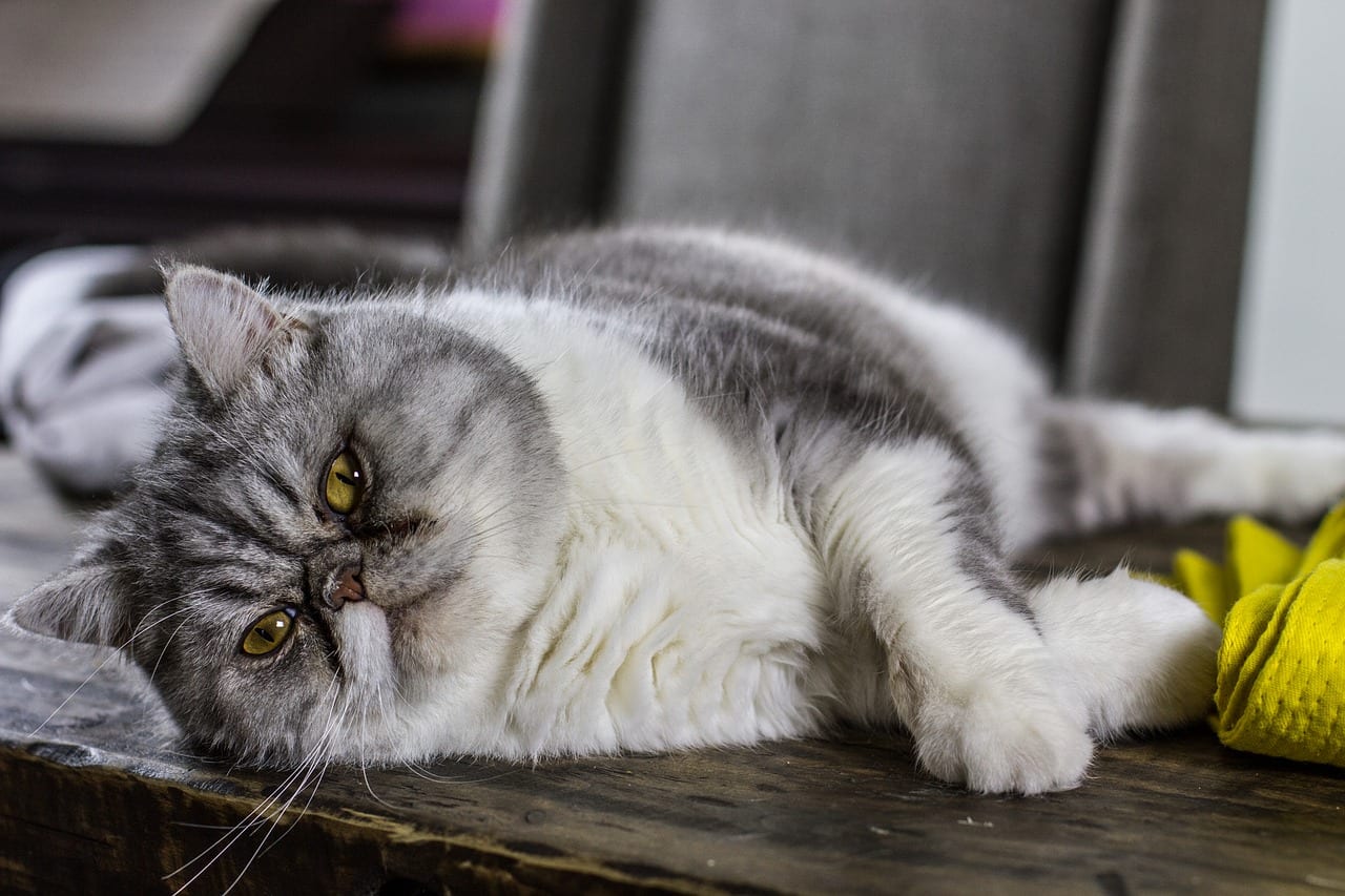 4 Ways to Keep Your Pet at a Healthy Weight – Southfork Animal Hospital