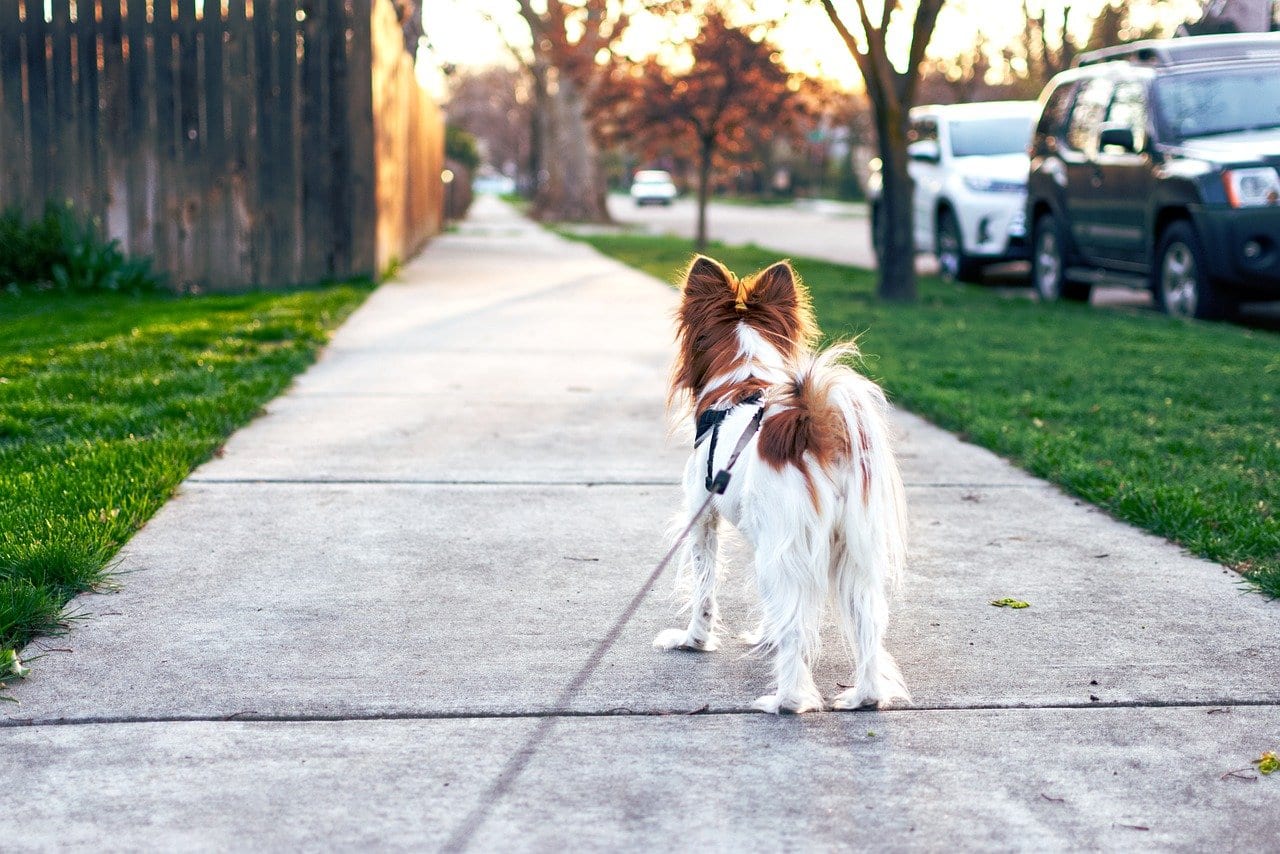 How to Teach Your Dog to Focus on Walks – Southfork Animal Hospital