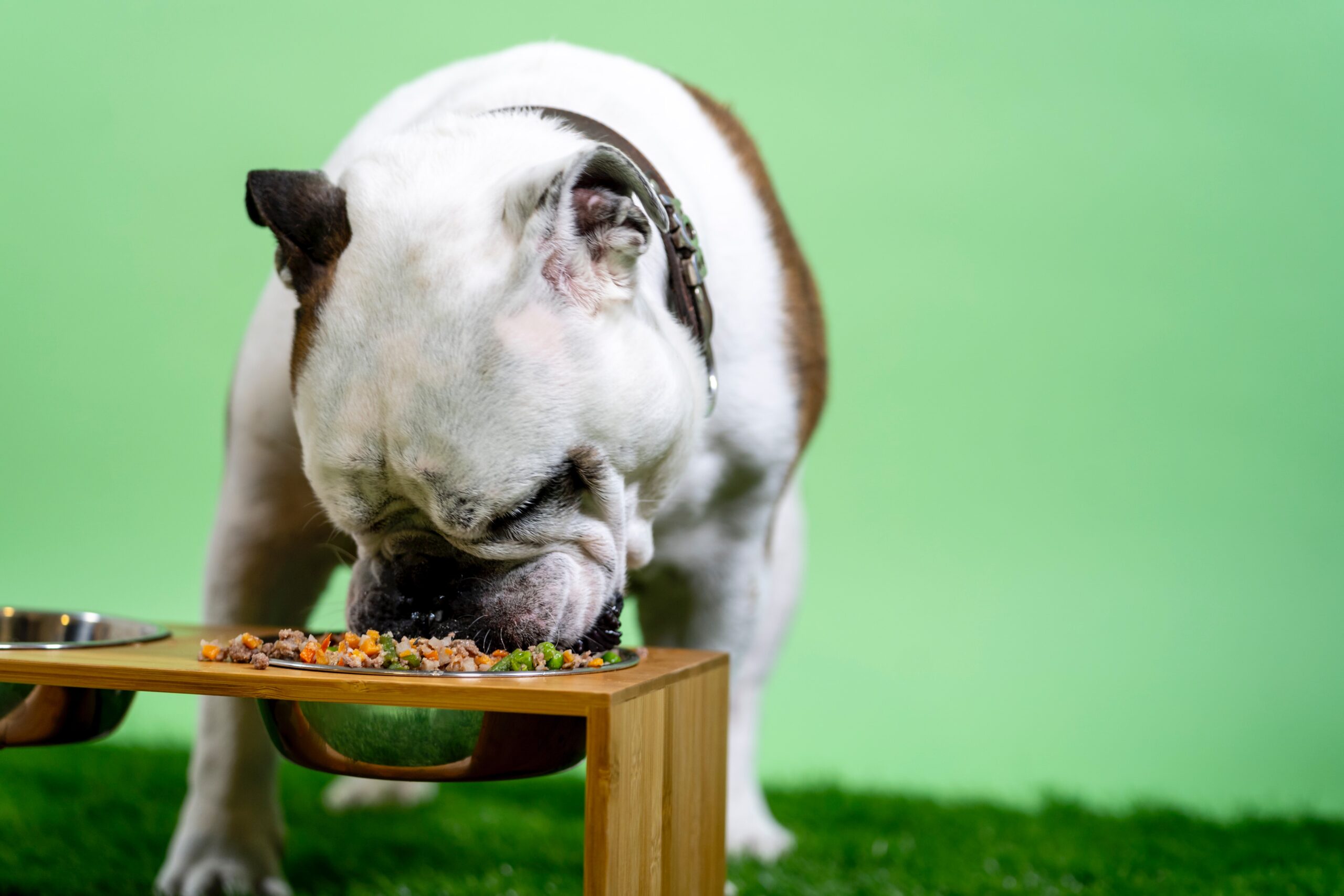 Top Choking Hazards For Pets – Southfork Animal Hospital